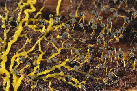 Plasmodial Slime Mold Under Microscope