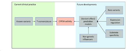 a framework of future strategy for the cyp3a enzyme activity