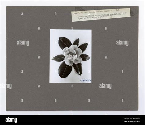 Tree Identification Magnolia Photographs Relating To National Forests Resource Management