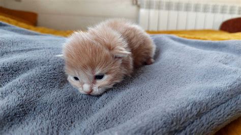 Maine Coon Kotka Czersk OLX Pl