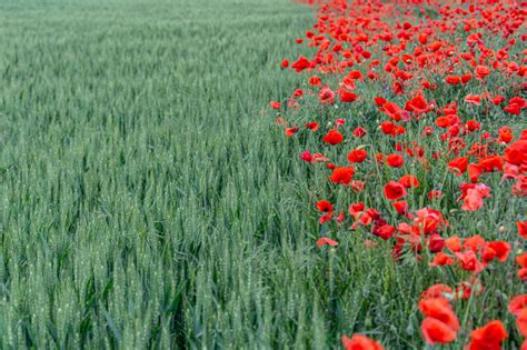 화창한 날에 밝은 빨간 양귀비와 밀의 필드 양귀비 꽃 여름 0명에 대한 스톡 사진 및 기타 이미지 0명 검은색 계절 Istock