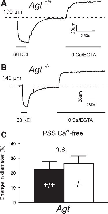 Figure 1 From Stretchactivation Of Angiotensin Ii Type 1a Receptors