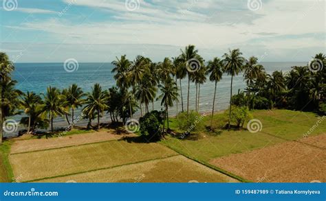 Landscape With Rice Terraces And Palm Trees By The Sea Stock Video