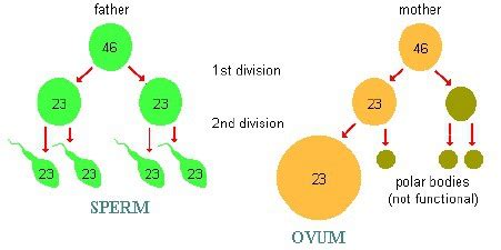 BIOL 101 LEC CHAPTER 7 Flashcards Quizlet
