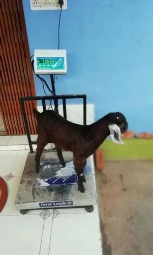 Unisex Black With Brown Dots Sirohi Goat Weight 15 To 50 Kg Meat