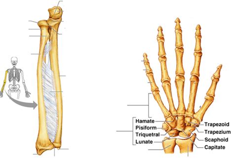 Radius And Ulna