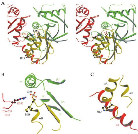 The Two Interface Regions Of The HPr HprK P Contact Enzyme Download Scientific Diagram