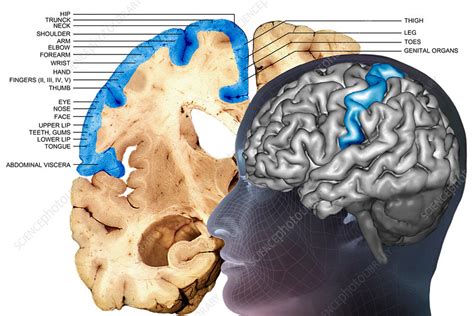 Human Brain Primary Somatosensory Cortex 3d Mri Composite Stock