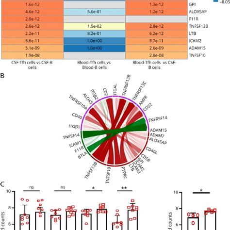 Interactions Between Csf Tfh Cells And B Cells Download Scientific