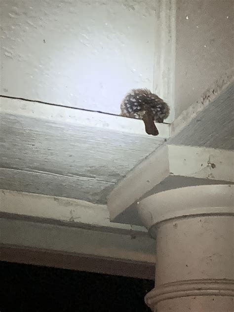 This Guy Keeps Showing Up At My Moms House Every Night In Northwest