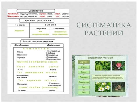 18 систематика растений - систематика растений