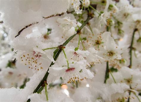 白色的 花 雪 Pixabay上的免费照片 Pixabay