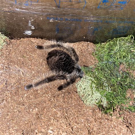 I Coughed Trying To Take A Pic Of Her 🤦 She Got Scared Rtarantulas