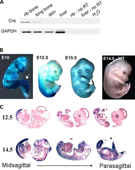 Expression Of Cre Recombinase In Col36 Cretransgenic Mice A Pcr Download Scientific