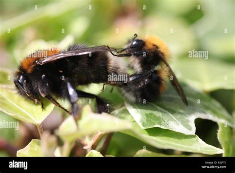 Bumblebees Mating Stock Photo Alamy