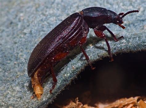 Darkling Beetle Mealworm Beetle Laying Eggs Olwyn Mcewen Flickr