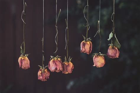 6 Easy Ways To Preserve Roses The Infinity Roses Blog