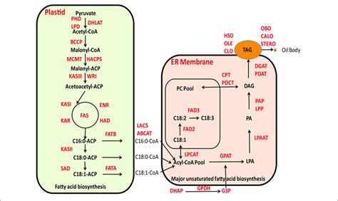 The Current Understanding For The General Biosynthetic Pathway Of
