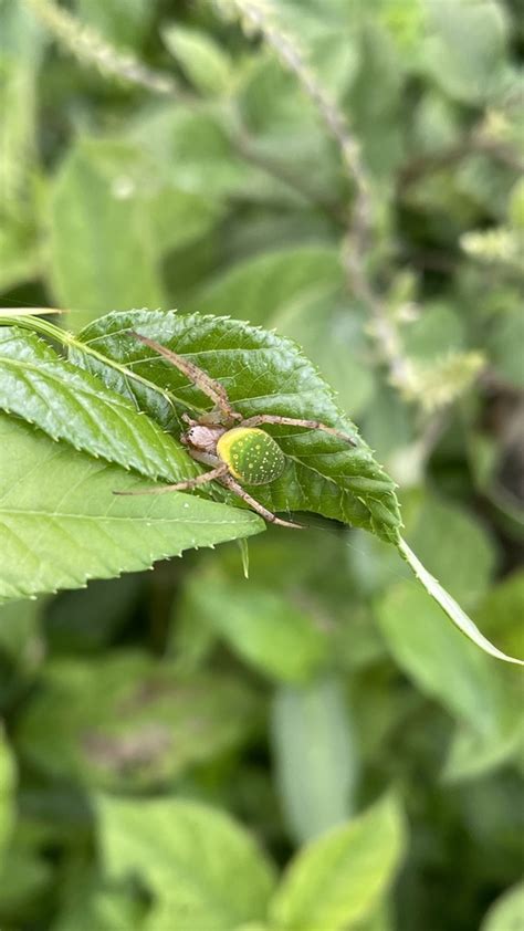 Neoscona Scylloides In September 2023 By Eggseries · Inaturalist