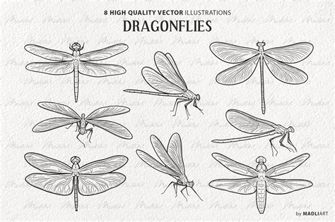 Dragonfly Vector Line Art Set Masterbundles