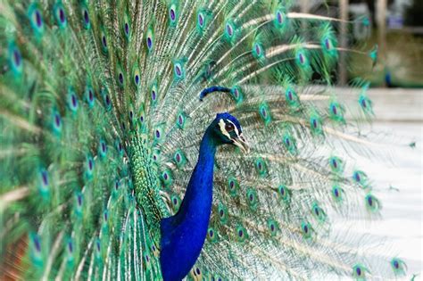 Premium Photo Stunning Indian Male Peacock With Open Wings Showing