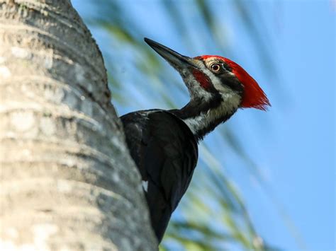Are Pileated Woodpeckers Endangered Threats Numbers Birdfact