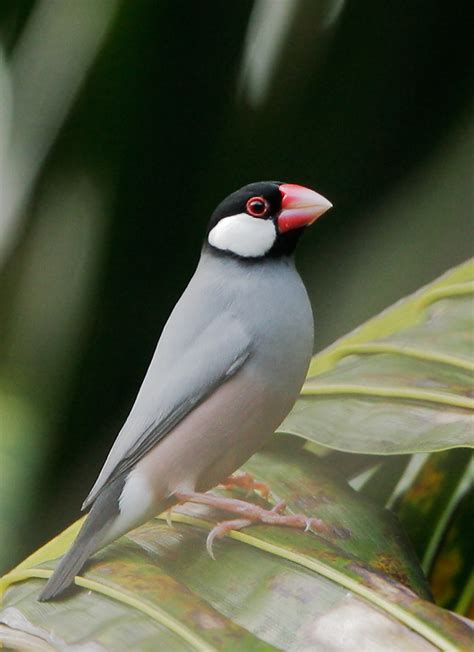 Javasparrowp