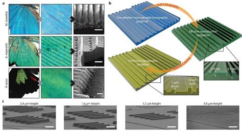 Fabrication Of Chitinous Nano Ridges A Colour Producing Structures In Download Scientific