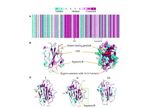 Sequence Conservation And Variation Among Three Ft Clades In Monocots Download Scientific