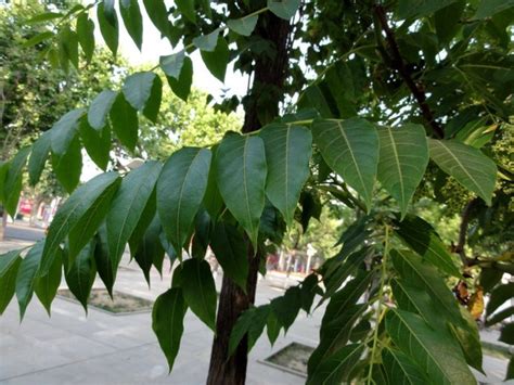 門前種什麼樹對風水好 壹讀