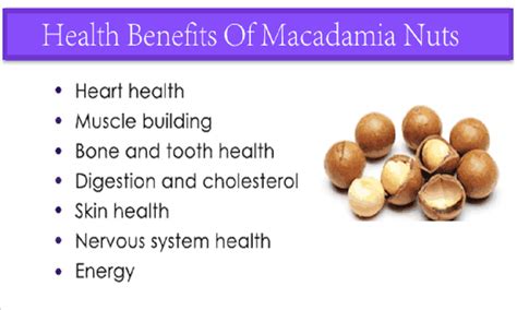 Macadamia Nuts And Their Benefits At Savannah Cawthorne Blog