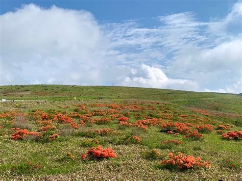 霧ヶ峰高原のレンゲツツジが見ごろです 諏訪市観光ガイド諏訪観光協会 公式サイト