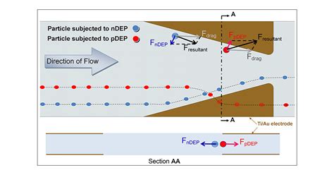 Simple Cost Effective And Continuous 3d Dielectrophoretic Microchip For Concentration And