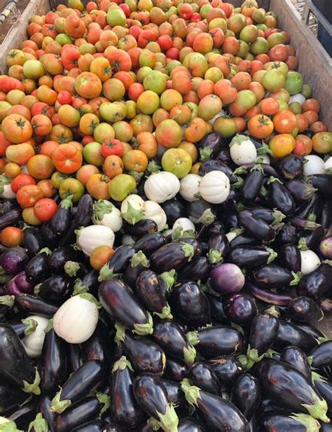 C4c Fosc On Linkedin C4c Fosc Eggplants Fruits Of 15 Genotypes