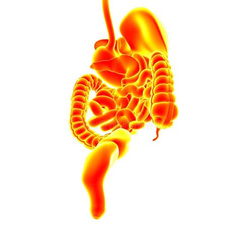 Human Digestive System Anatomy For Medical Concept 3d Rendering Stock