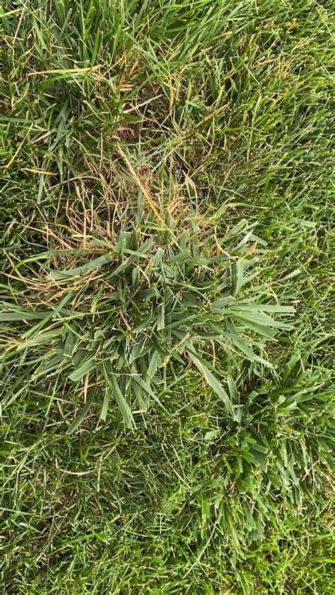 How To Spot And Get Rid Of Lawn Weeds For Thicker Healthier Grass Artofit