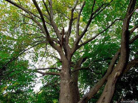Tree Side View By Anj3lla On DeviantArt