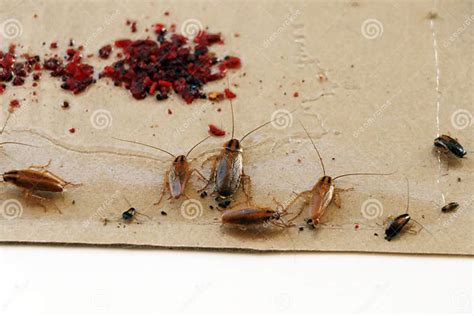 Pest Control Treatment German Cockroach Trapped On A Sticky Paper