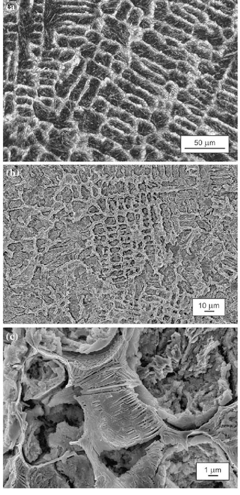 A Optical Micrograph Of The Dendritic Structure Of The As Cast Fe 867 Download Scientific