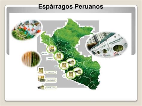 EspÁrragos So Fresh Noticias De Actualidad Espárragos Como Principal