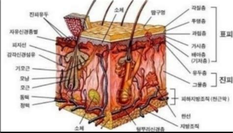 다섯번째피부구조및 생리학에서 5계층의 표피와2계층의 진피