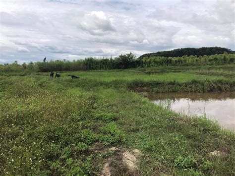 ขายที่ดิน 8 ไร่ ตำบลแม่สาว อำเภอแม่อาย จังหวัดเชียงใหม่ รอบ ๆ พื้นที่มีน้ำชลประทานใช้ฟรี Ennxo