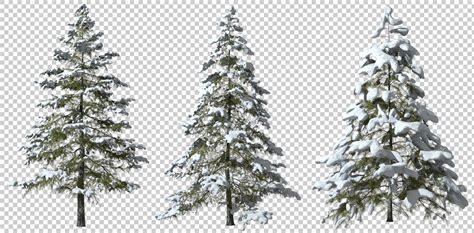Premium Psd Winter Trees Pine Snow Frosted Cover Cutout 3d Rendering