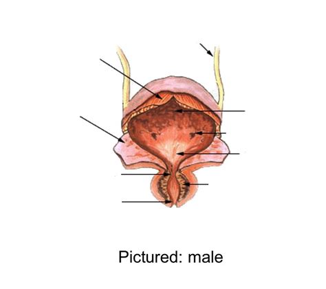 Bladder Diagram Quizlet