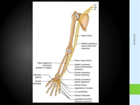 Anomalous Innervation Ppt