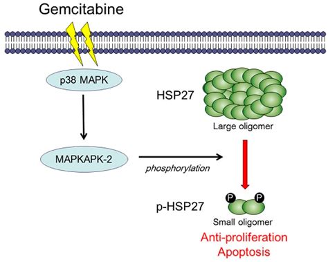 Ijms Free Full Text The Clinical Significance Of Phosphorylated