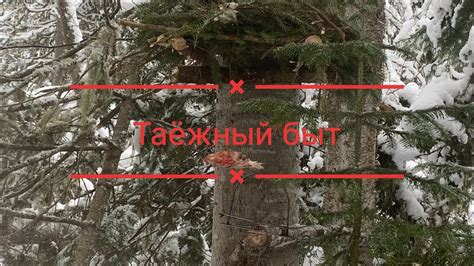 ТАЕЖНЫЙ БЫТ/ПРОВЕРКА КАПКАНОВ/ЗАГОТОВКА ДРОВ - YouTube