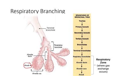 Respiratory System Pathway Of Air YouTube