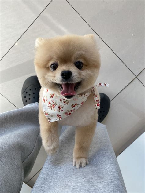 우리 강아지 유머 움짤 이슈 에펨코리아