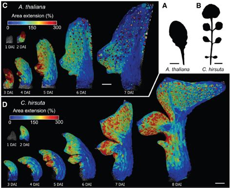 A Growth Based Framework For Leaf Shape Development And Diversity Cell